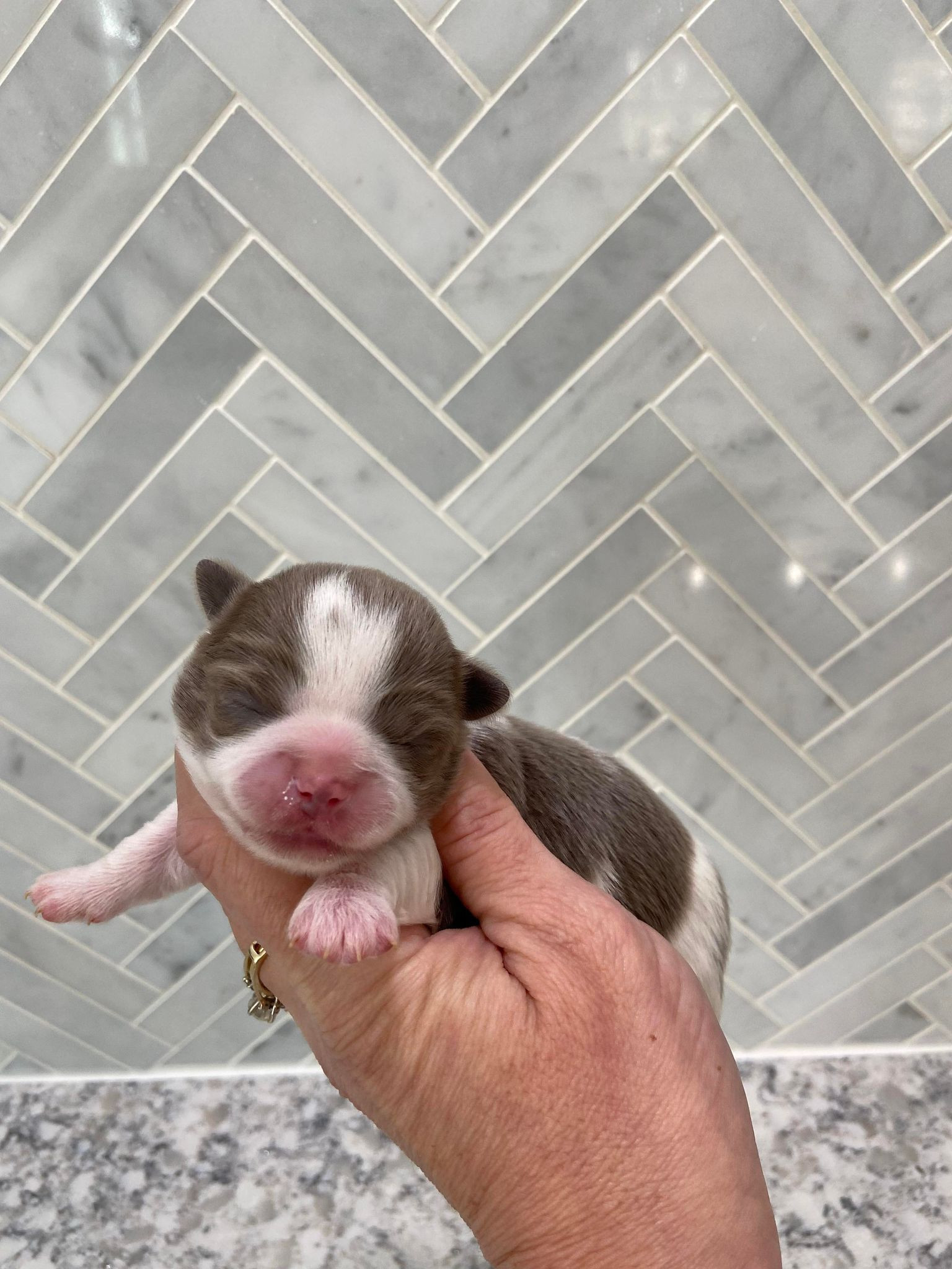 Puppies for Sale
